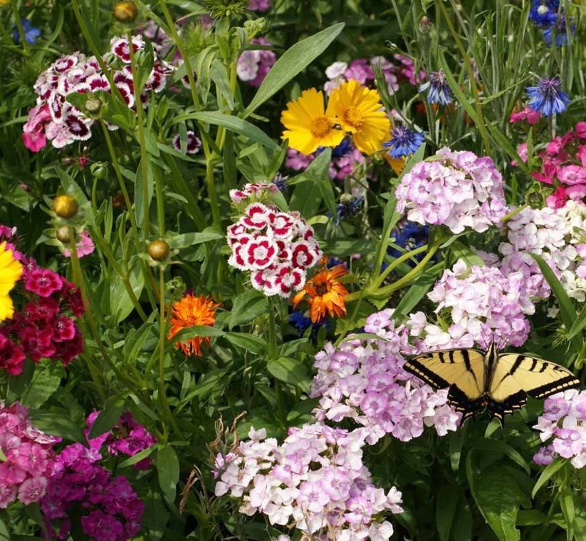 Butterfly Garden Flower Seeds Mix Heirloom Seeds Flower | Etsy