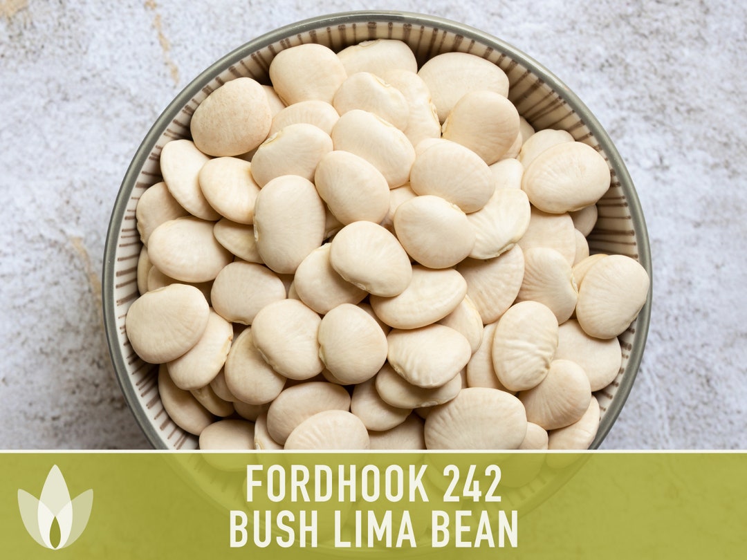 Lima Bean Fordhook 242 Bean Seeds Heirloom Seeds Butter - Etsy