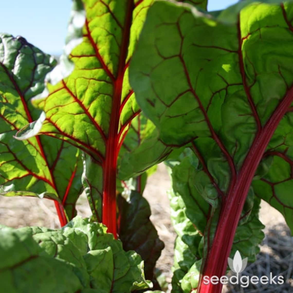 Ruby Red Swiss Chard Heirloom Seeds | Etsy