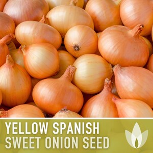 Yellow Sweet Spanish Onion Seeds - Heirloom, Root Vegetables, Fall ...
