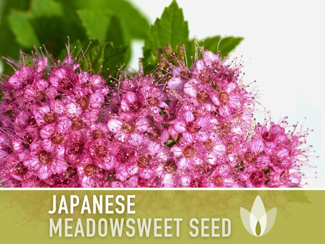 Japanese Meadowsweet Seeds - Heirloom Seeds, Japanese Spiraea, Japanese ...