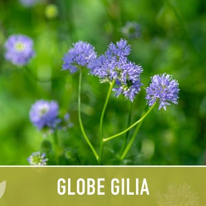 Globe Gilia Flower Seeds - Thimble Flower, Heirloom, Native Wildflower ...