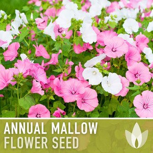 Annual Mallow, Mix - 25 Seeds - Heirloom Flower Seeds, Pink, White ...