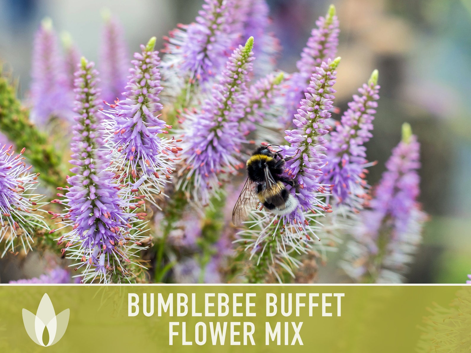Bumblebee Buffet Flower Seed Mix Heirloom Seeds Wildflower - Etsy