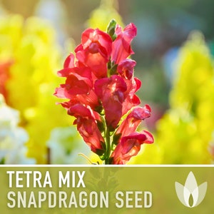 Tetra Mix Snapdragon Seeds | 100+ Seeds, Heirloom Cottage Flowers ...