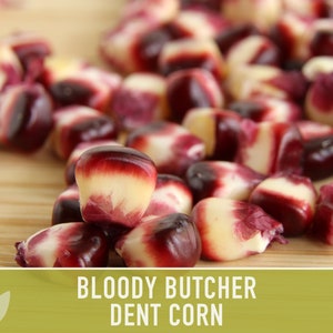 Bloody Butcher Corn Seeds - Heirloom Red Dent Flour Corn - Etsy