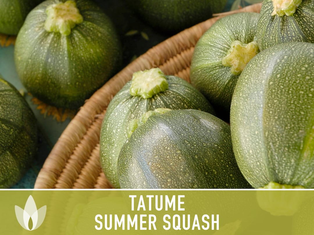Tatume Summer Squash Seeds Heirloom Organic Non-gmo - Etsy