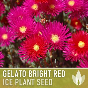Ice Plant, Gelato Bright Red Seeds - 150 Heirloom Flower Seeds ...