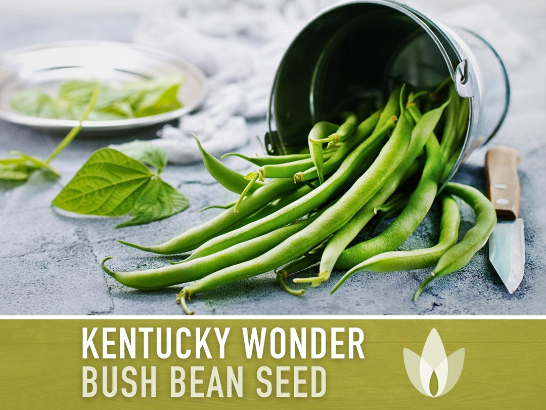 Kentucky Wonder Bush Bean Seeds - Heirloom Seeds, High Yield, Tender ...