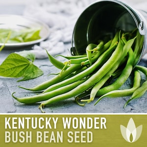 Kentucky Wonder Bush Bean Seeds - Heirloom Seeds, High Yield, Tender ...