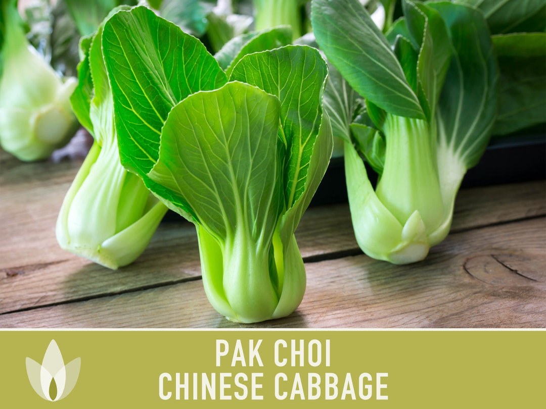 Pak Choi Chinese Cabbage Heirloom Seeds - Etsy