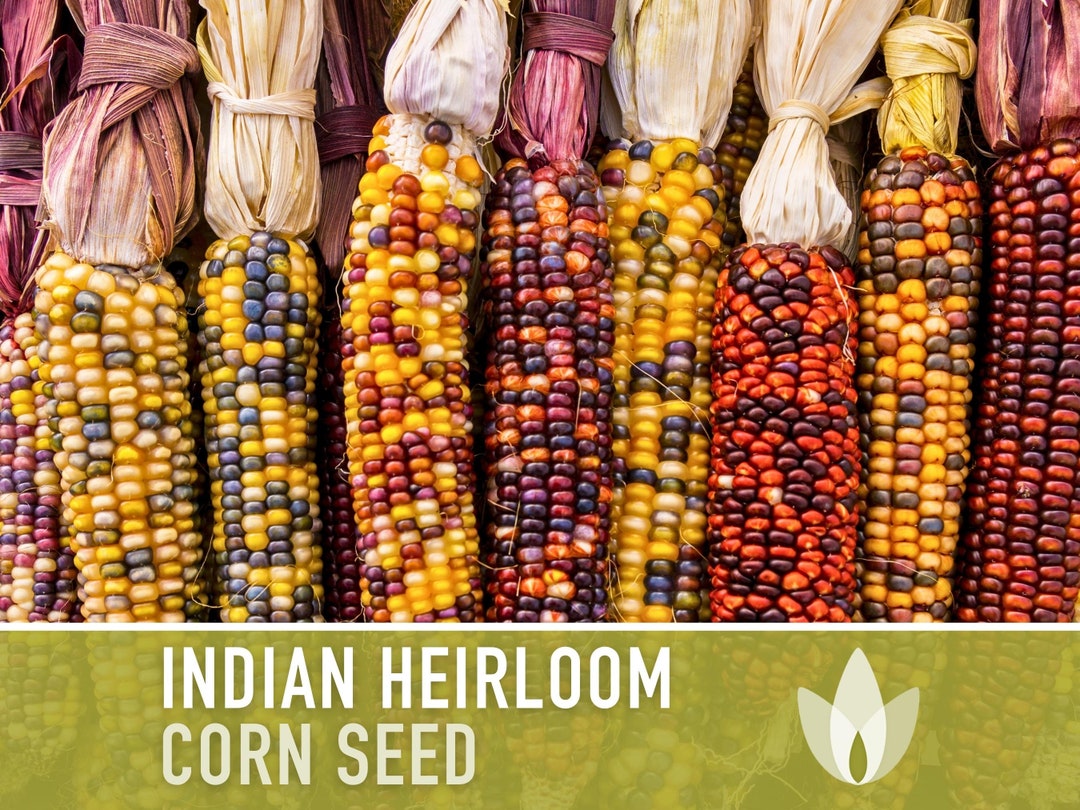 Indian Corn Heirloom Seeds – Ornamental Multicolor Flint Corn - Etsy