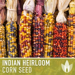 Indian Corn Heirloom Seeds – Ornamental Multicolor Flint Corn - Etsy