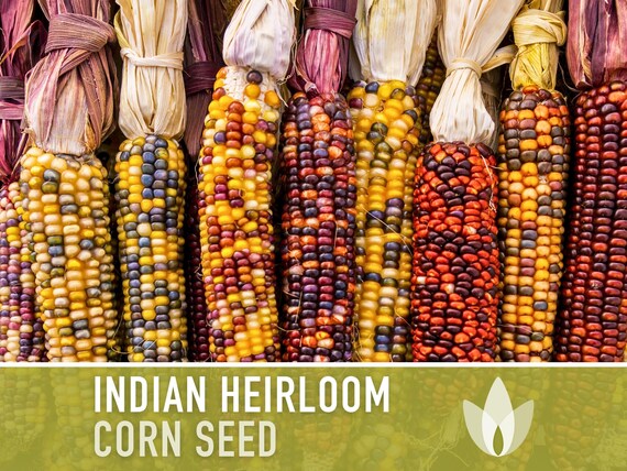 Indian Corn Heirloom Seeds