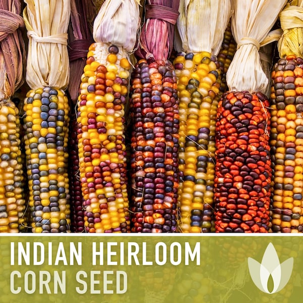 Indian Corn - Etsy