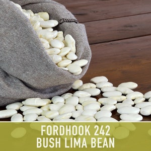 Lima Bean, Fordhook 242 Bean Seeds - Heirloom Seeds, Butter Beans, Bush ...