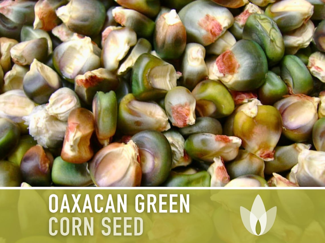 Oaxacan Green Dent Corn Seeds – Heirloom, Ornamental, Flour Corn - Etsy