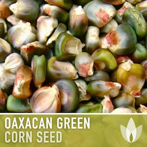 Oaxacan Green Dent Corn Seeds - Heirloom Seeds, Native American Corn ...
