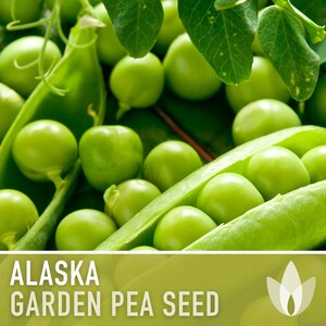 Alaska Garden Pea Seeds – Heirloom, Early Maturing, 60 Seeds - Etsy