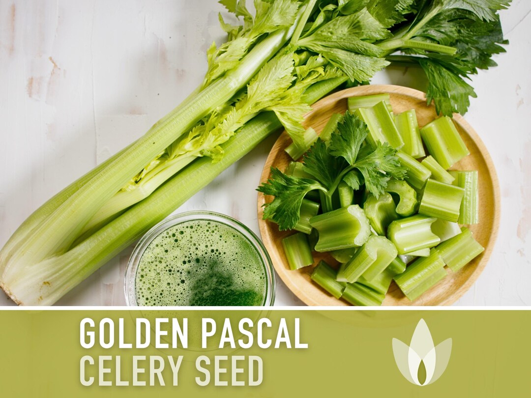 Golden Pascal Celery Heirloom Seeds - Etsy