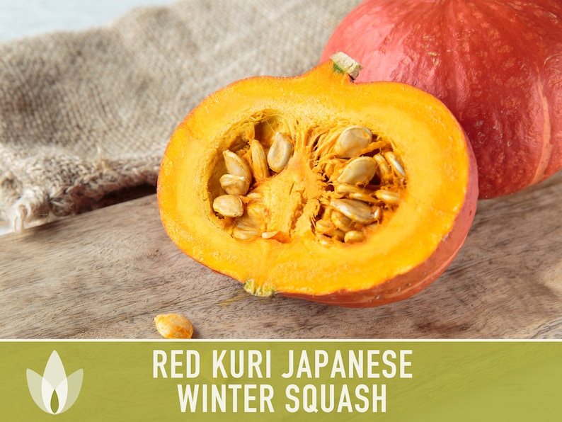 Red Kuri Japanese Winter Squash Heirloom Seeds - Teardrop, Striped ...