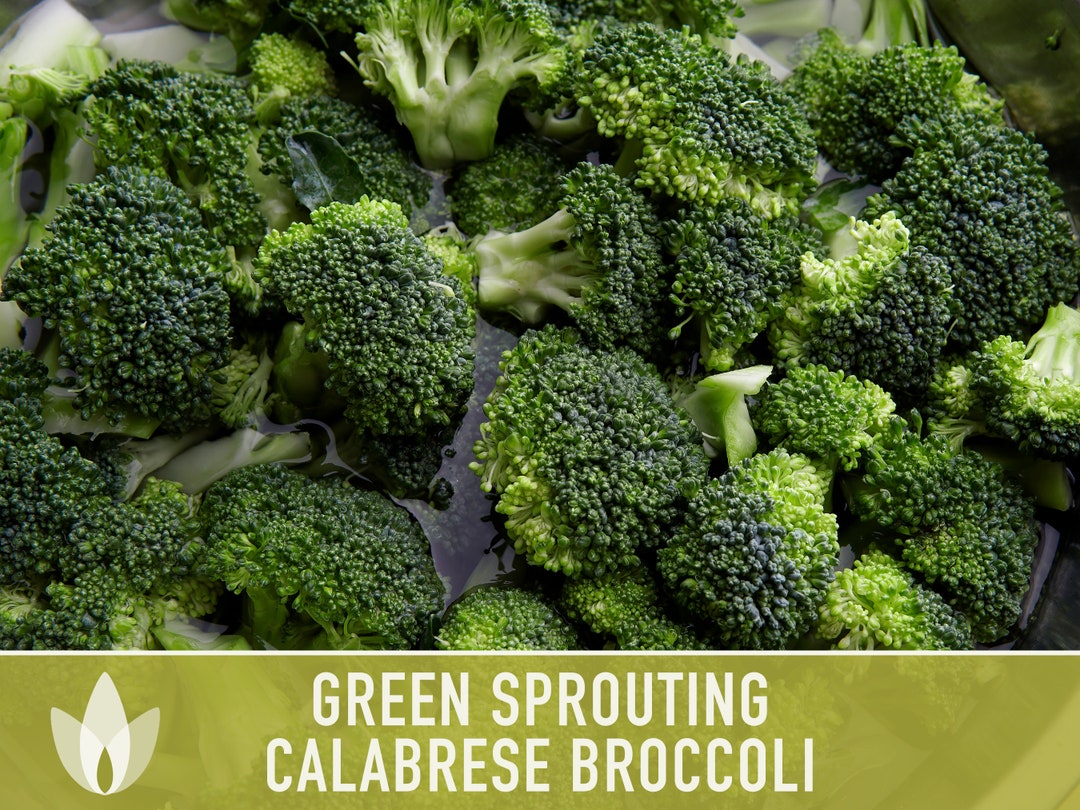 Green Sprouting Calabrese Broccoli Seeds Heirloom Organic - Etsy
