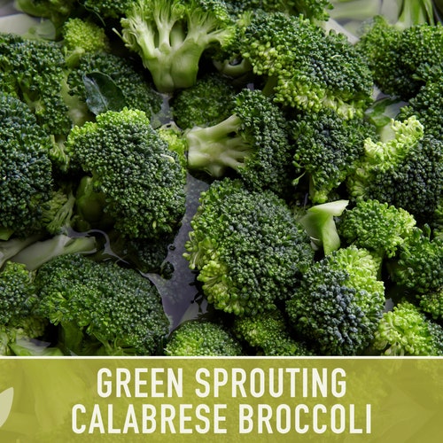 1000 Green Sprouting Calabrese Broccoli Non-gmo Heirloom - Etsy