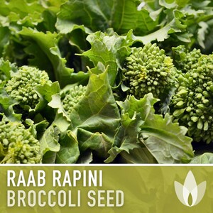 Broccoli Raab Rapini Seeds - Heirloom Seeds, Microgreens, Sprouting ...