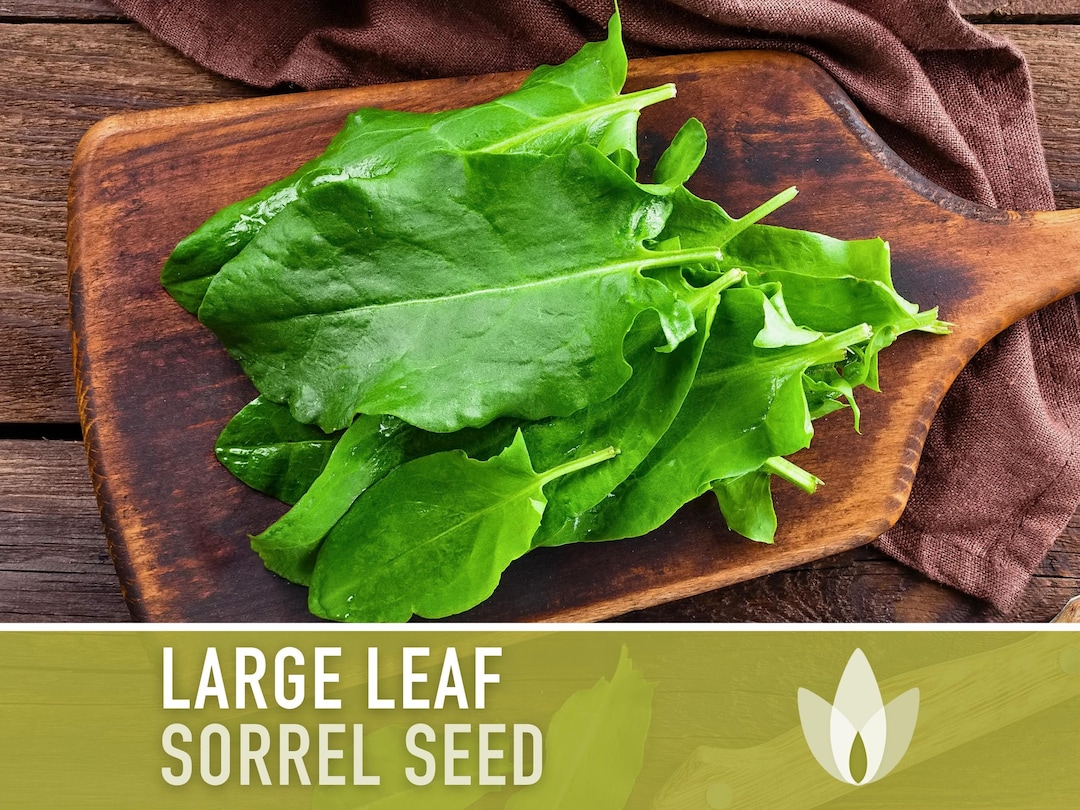 Large Leaf Sorrel Seeds | Heirloom Culinary Herb, Organic, Non-gmo ...
