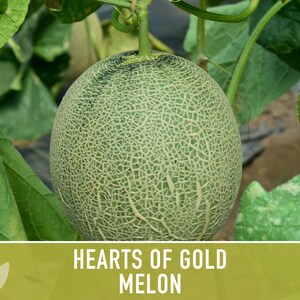 Hearts of Gold Melon Heirloom Seeds - Etsy