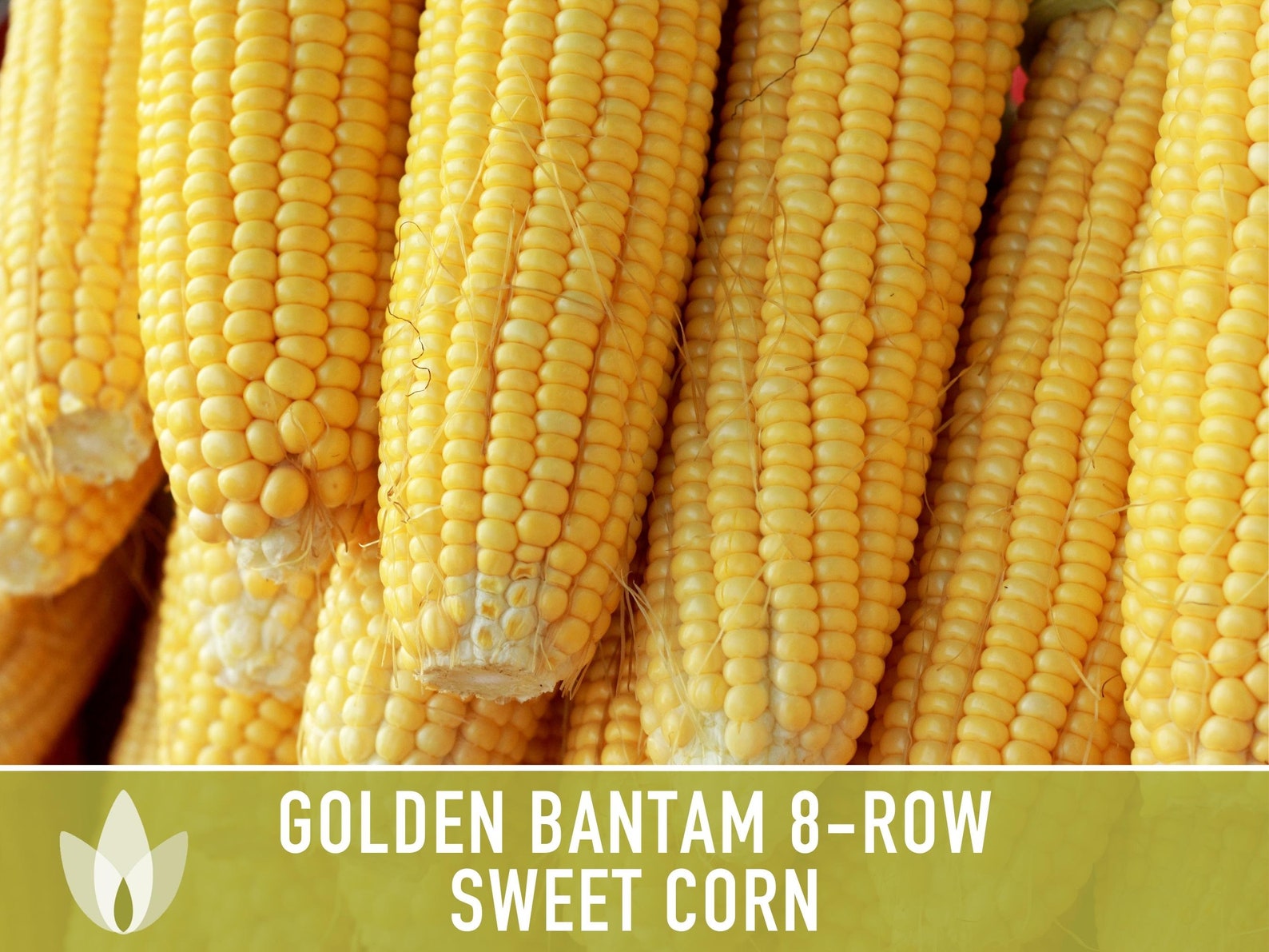 Golden Bantam Sweet Corn Seeds | 50+ Seeds, Non-gmo, Open Pollinated ...