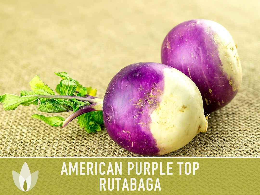 American Purple Top Rutabaga Heirloom Seeds - Etsy