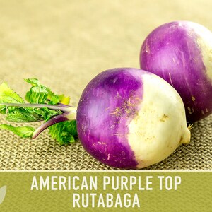 American Purple Top Rutabaga Heirloom Seeds Root Vegetables - Etsy