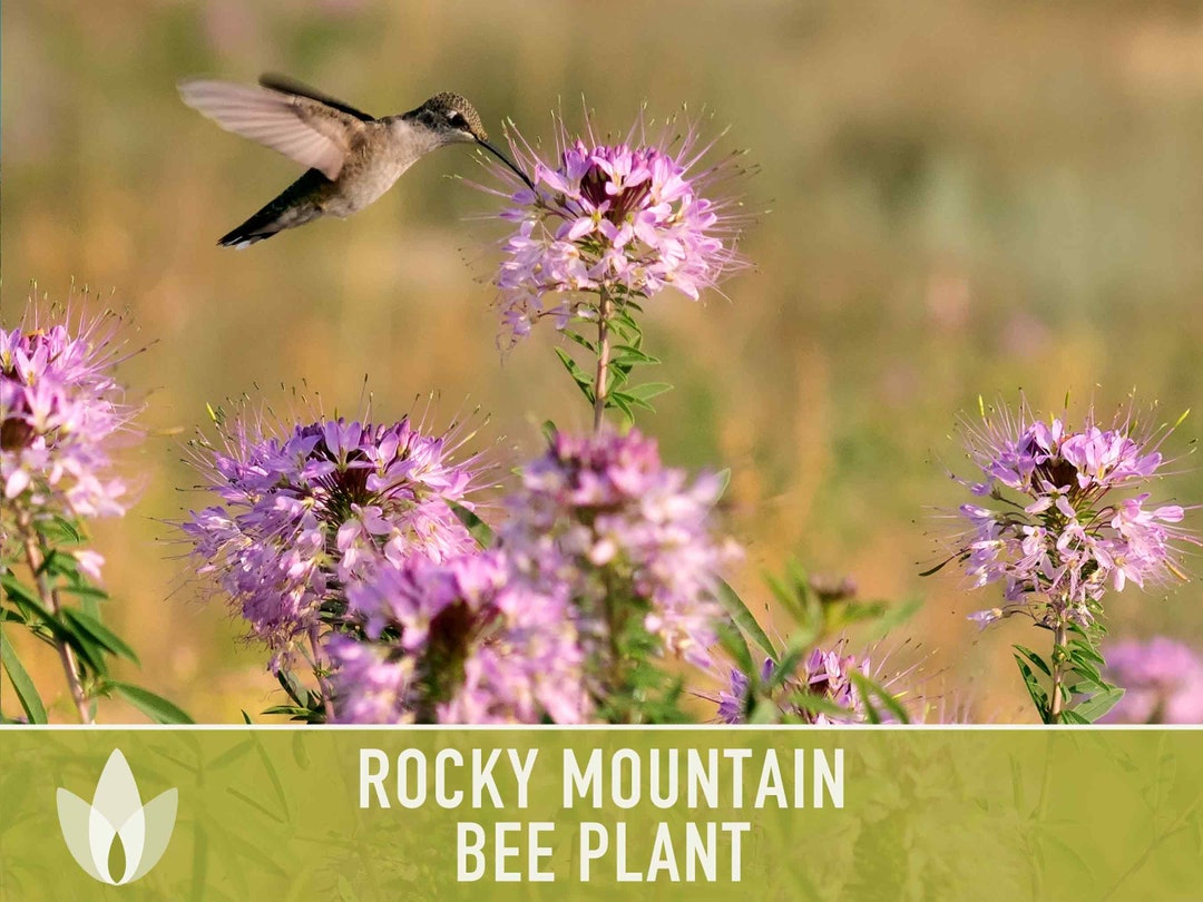 Rocky Mountain Bee Plant Flower Seeds Heirloom Seeds, Native Seeds ...