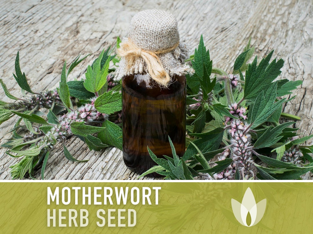 Motherwort Herb Seeds - Heirloom Medicinal Plant, Pollinator Friendly ...