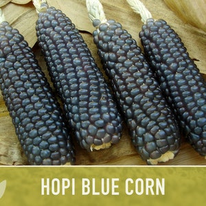 Hopi Blue Corn Heirloom Seeds - Flint Corn, Flour Corn, Non-gmo, Open ...