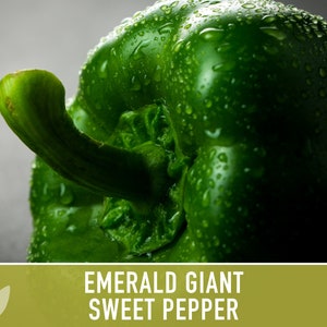 Emerald Giant Sweet Pepper Heirloom Seeds - Etsy
