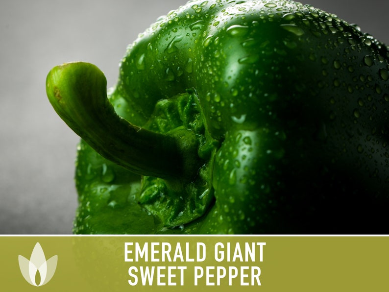 Emerald Giant Sweet Pepper Heirloom Seeds - Etsy