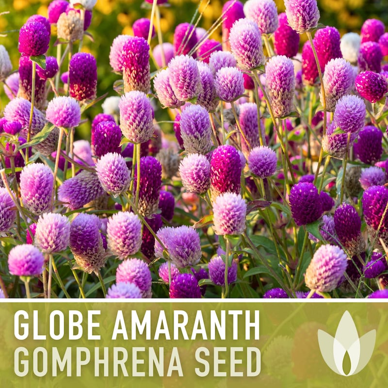 Globe Amaranth Seeds - Etsy