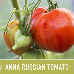 Anna Russian Tomato - 30 Seeds - Heirloom Seeds, Oxheart Tomato, Paste ...