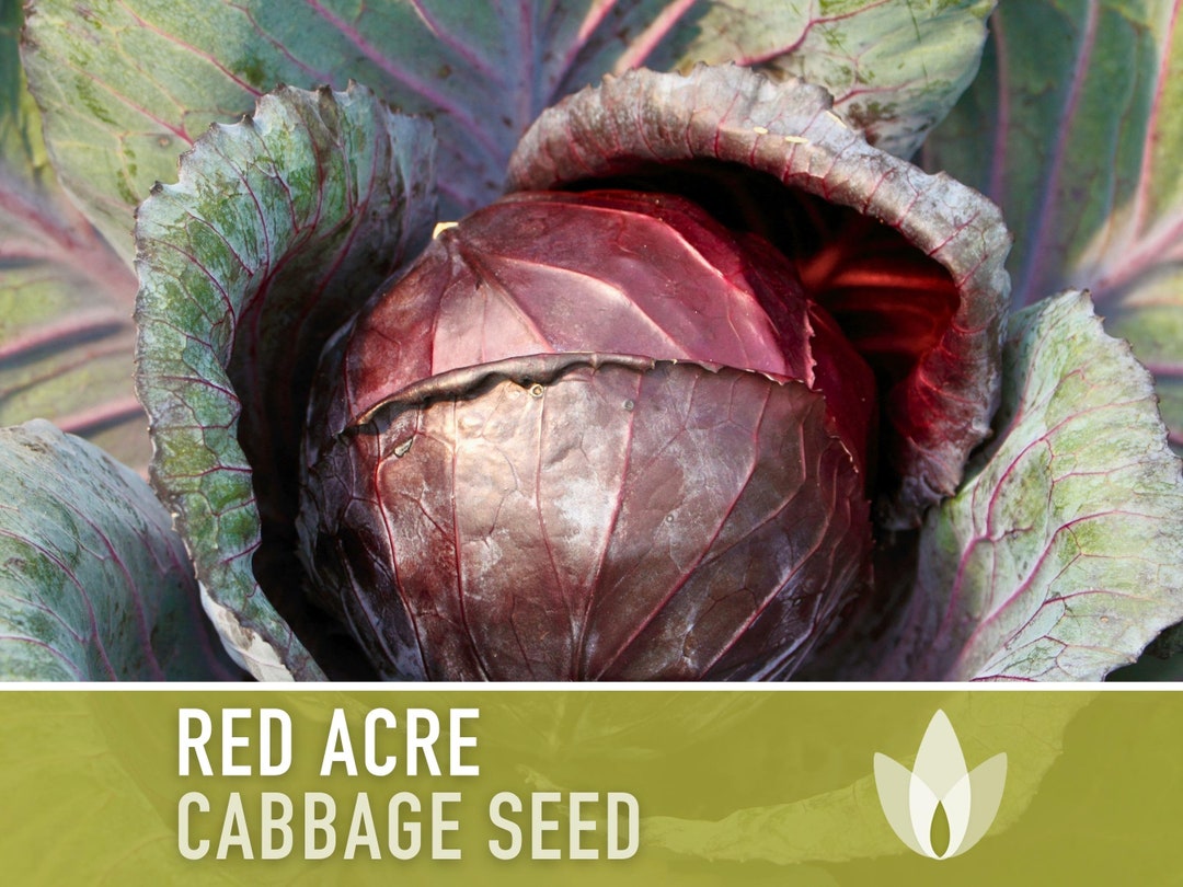 Red Acre Cabbage Seeds - Heirloom Seeds, Microgreens, Sprouting Seeds ...