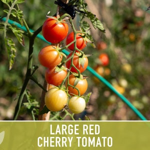 Large Red Cherry Tomato Heirloom Seeds - Fresh Salad, Indeterminate ...
