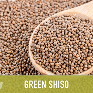 Green Shiso Herb Seeds - Heirloom Seeds, Asian Seeds, Culinary Herb ...