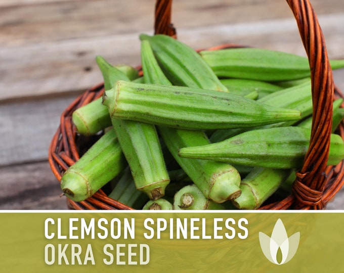Okinawa Pink Okra Heirloom Vegetable Seeds - Etsy