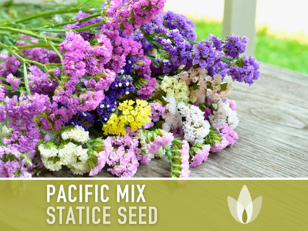 Pacific Mix Statice Flower Seeds, 50 Heirloom Non-gmo Seeds - Etsy