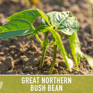 Great Northern Bush Bean Seeds - Heirloom Seeds, Bush Bean, White ...