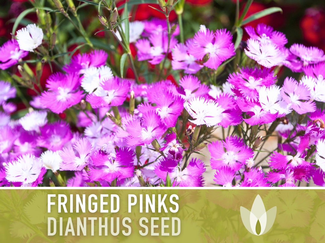 Fringed Pinks Dianthus Flower Seeds - Heirloom Seeds, Pollinator Garden ...