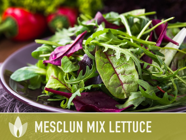 Mesclun Mix Lettuce Heirloom Seeds Fresh Salad Mix Seed - Etsy