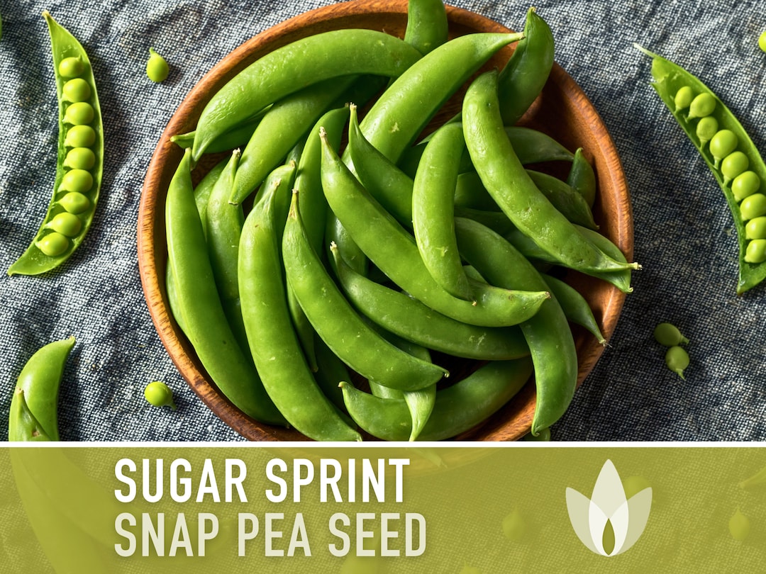 Sugar Sprint Snap Pea Seeds - Heirloom Seeds, Stringless, Container ...