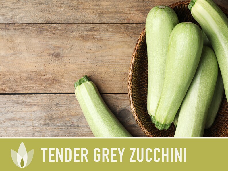 Grey Zucchini Heirloom Seeds - Speckled, Non-gmo - Etsy